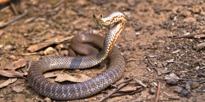 Venomous Snakes of Australia. :: Phill's Wildlife Blog